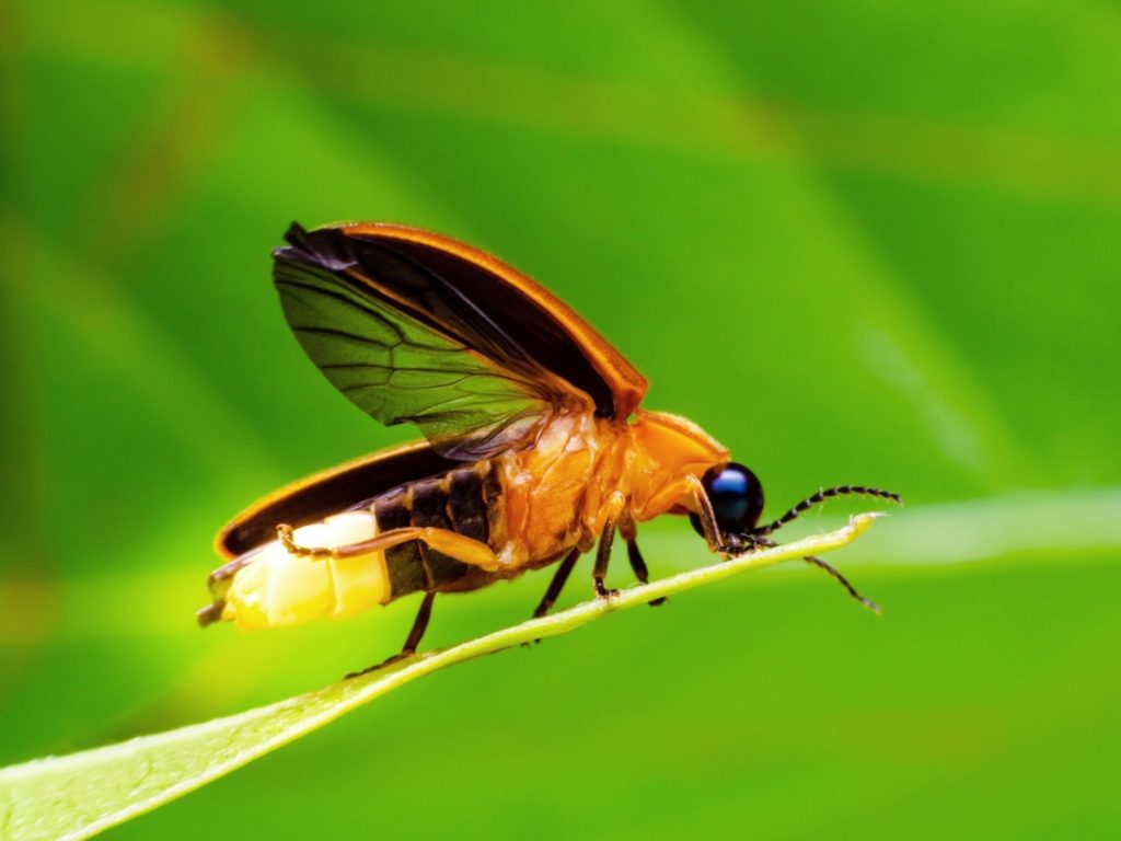 Is Firefly Dead? Status Update as of March, 25, 2025 - DeadScan